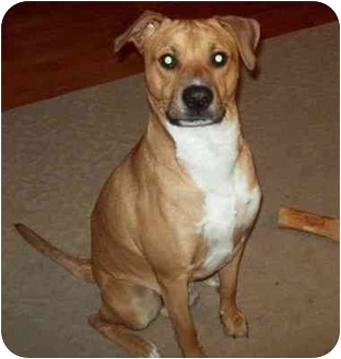 Buddy | Adopted Dog | Haughton, LA | Boxer/Feist Mix