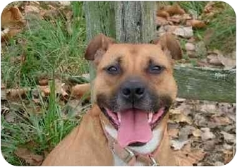 Rhodesian Ridgeback Terrier Mix Puppies