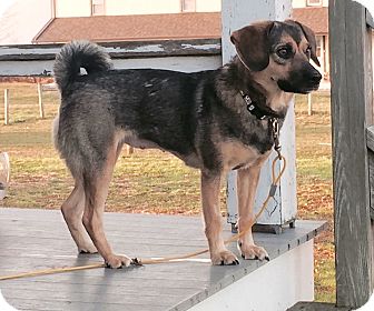 Media, PA - Beagle/Norwegian Elkhound Mix. Meet IVY NOELLE a Dog for ...