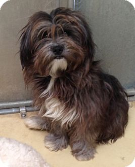 Thaddeus | Adopted Puppy | Portland, OR | Havanese/Tibetan Terrier Mix