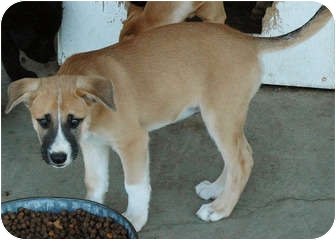 Anatolian Shepherd Pitbull Mix