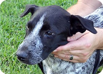 Rio | Adopted Dog | Searcy, AR | German Shorthaired Pointer/Blue Heeler Mix