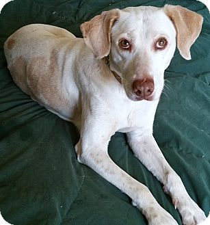 Brittany Spaniel Lab Mix Dog