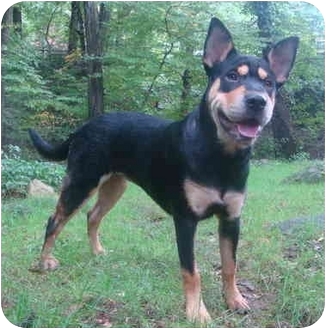 BRANDY! | Adopted Puppy | PocketDobbie! | BRIDGEPORT, CT | Australian ...