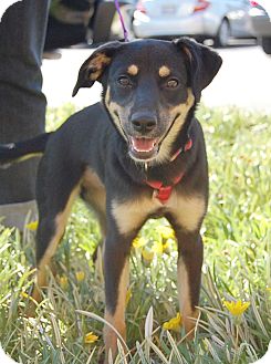 Brooks | Adopted Puppy | West Los Angeles, CA | German Shepherd Dog ...