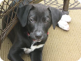 April | Adopted Puppy | Humboldt, TN | Feist/Labrador Retriever Mix