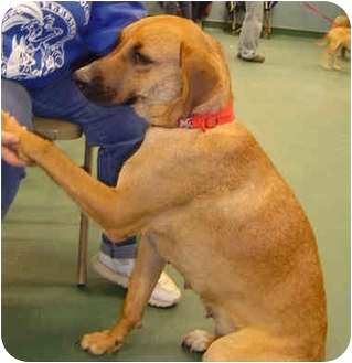 Vizsla Ridgeback Mix