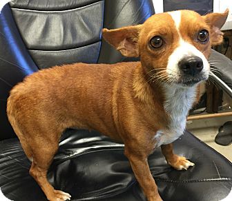 Sparta, NJ - Chihuahua/Feist Mix. Meet Norelle a Dog for Adoption.