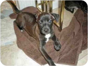 Jasper | Adopted Puppy | Franklin, VA | Italian Greyhound/Belgian ...