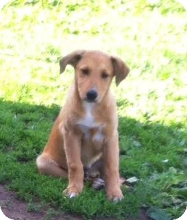 Shadow - look at this face! | Adopted Puppy | Huntsville, ON | Labrador ...