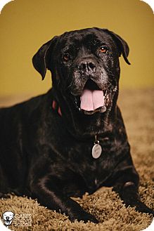 Neapolitan Mastiff Rottweiler Mix