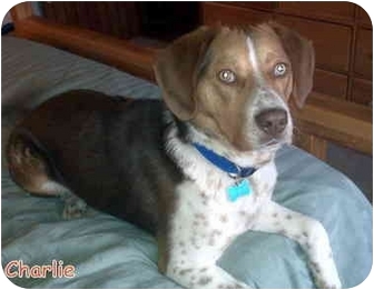 Beagle Springer Spaniel Mix