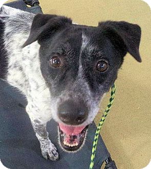 Border Collie German Shorthaired Pointer Mix Puppies / Baby Ringo Look ...