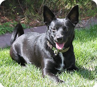 Jenny | Adopted Dog | Bend, OR | Schipperke/Chihuahua Mix