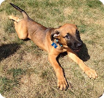 WYATT EARP ADOPTED | Adopted Puppy | 13-828 | Griffith, IN | German ...
