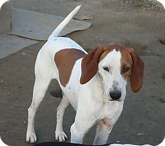 English Pointer Hound Mix