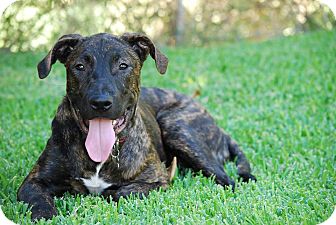 Dutch Shepherd Lab Mix