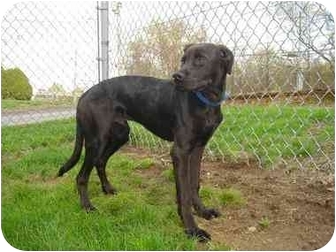 Scorpio | Adopted Puppy | 848 | BRIDGEPORT, CT | Boxer/Greyhound Mix