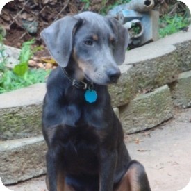 Weimaraner Doberman Mix Puppies