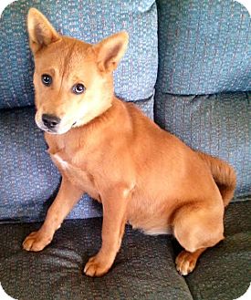 chicago, IL - Jindo Mix. Meet Dutchess a Dog for Adoption.