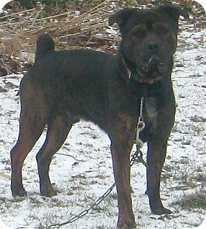 Hillsboro, OH - Rottweiler/Boxer Mix. Meet Brutus a Dog for Adoption.