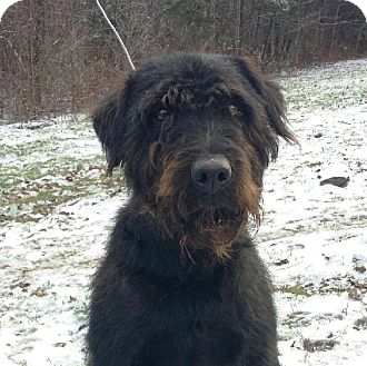 kennebunkport, ME - Labrador Retriever/Airedale Terrier Mix. Meet Roxy ...