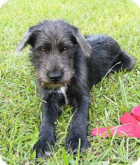 Mulligan | Adopted Dog | Mocksville, NC | Schnauzer (Standard)/Scottish ...