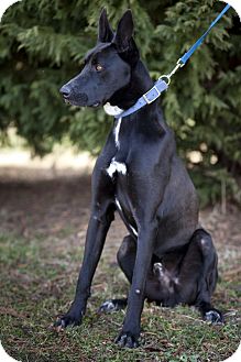 Duke | Adopted Dog | Greeneville, TN | Belgian Malinois/Great Dane Mix