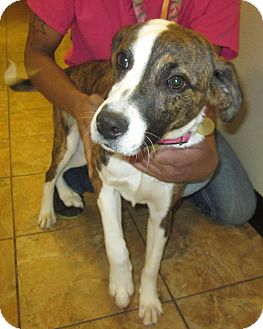 Whippet Boxer Pitbull Mix