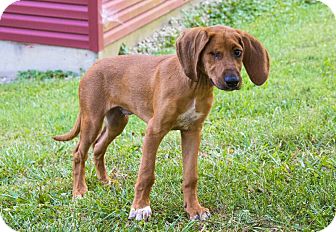 Cincinnati, OH - Redbone Coonhound/Bloodhound Mix. Meet Gracie a Puppy ...