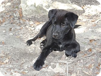 Dutch Shepherd Lab Mix