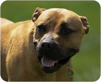 Rhodesian Ridgeback Terrier Mix Puppies