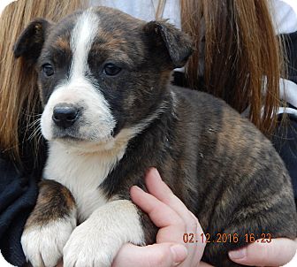 Sussex, NJ - Australian Shepherd/Boxer Mix. Meet Haven (5 lb) a Puppy ...