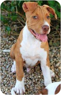 Pointer Pitbull Mix Dogs
