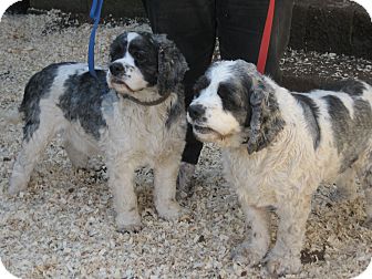 Jules & Rocky,check out video | Adopted Dog | Gaffney, SC | Clumber ...