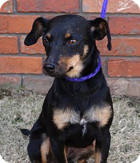Miniature Pinscher Terrier Mix