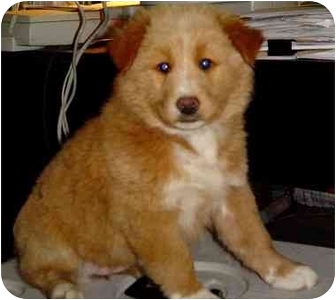 Newfoundland Golden Retriever Mix