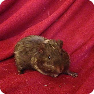 Mocha (OCCH) | Adopted | Costa Mesa, CA | Guinea Pig