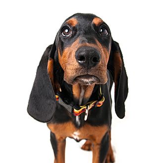 Gordy | Adopted Puppy | Wilmington, DE | Doberman Pinscher/Basset Hound Mix