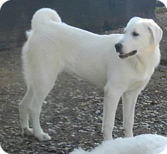 Granite Bay, CA - Great Pyrenees/Akbash Mix. Meet TESSA a Puppy for ...