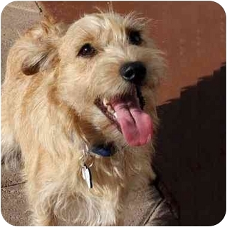 Otto | Adopted Dog | Redondo Beach, CA | Schnauzer (Miniature)/Border ...