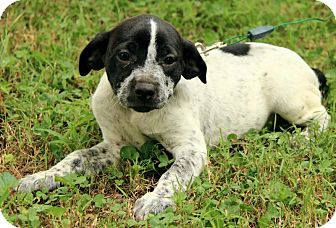 Allyson | Adopted Puppy | DG | Allentown, PA | English Setter/English ...