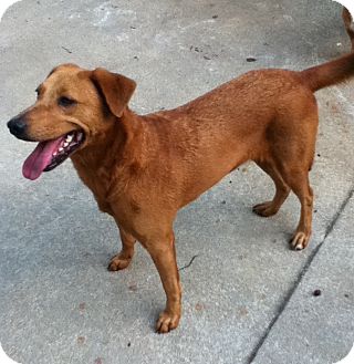 Westport, CT - Vizsla/Rhodesian Ridgeback Mix. Meet Clare a Dog for ...