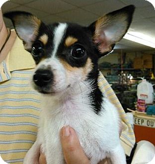 Gaffney, SC - Chihuahua/Feist Mix. Meet Reilly a Dog for Adoption.