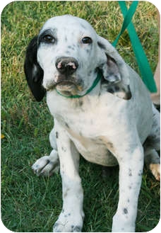 Bradley | Adopted Puppy | BB | Plainfield, CT | Pointer/English Setter Mix