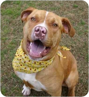 Nova Scotia Duck Tolling Retriever Labrador Mix Great picture of my ...