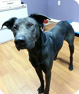 Jinxy SPONSORED! | Adopted Dog | 0714 | Lisbon, OH | Doberman Pinscher ...