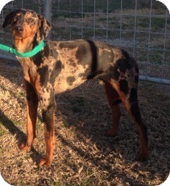 Catahoula Leopard Dog/Whippet Mix Puppy for adoption in Pilot Point ...