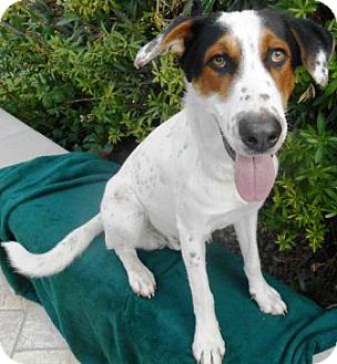 Goofer | Adopted Dog | Gilbert, AZ | Hound (Unknown Type)/Border Collie Mix