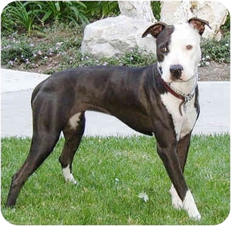 Lava | Adopted Dog | Burbank, CA | American Pit Bull Terrier/Greyhound Mix